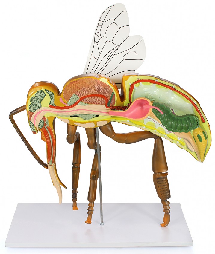 Anatomía De Las Abejas