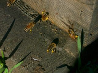 Abejas gordas: La importancia de la proteina en la abeja. Cuando y como.