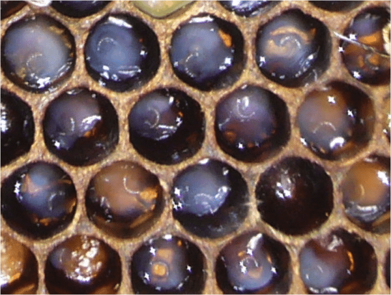 Abejas gordas: La importancia de la proteina en la abeja. Cuando y como.