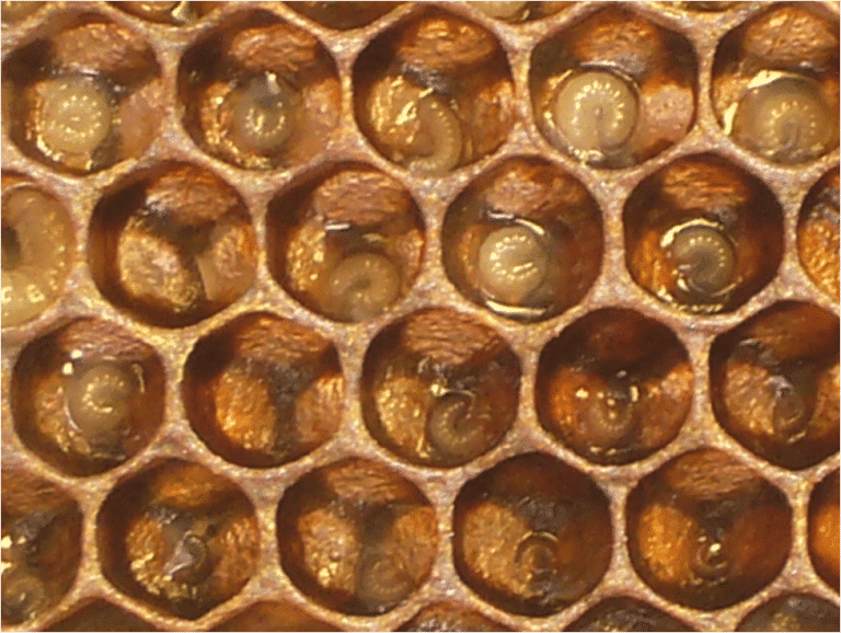 Abejas gordas: La importancia de la proteina en la abeja. Cuando y como.