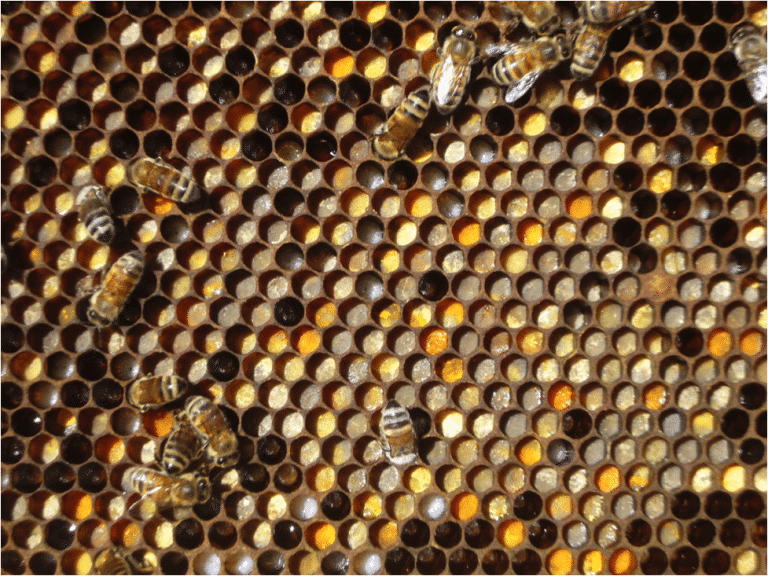 Abejas gordas: La importancia de la proteina en la abeja. Cuando y como.