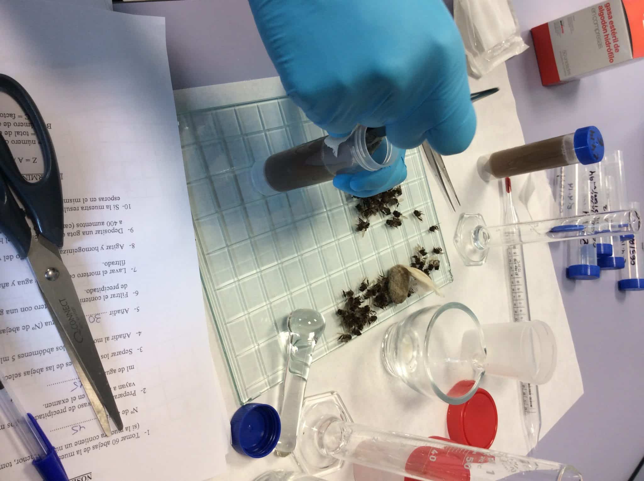 Nosema, el asesino silencioso de las abejas