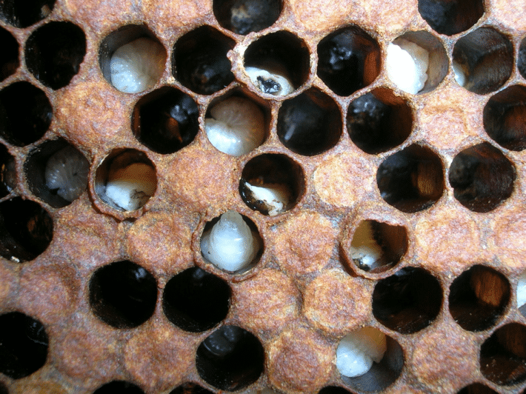 Combatir LOQUE Europea en Abejas: Transmisión y Acciones