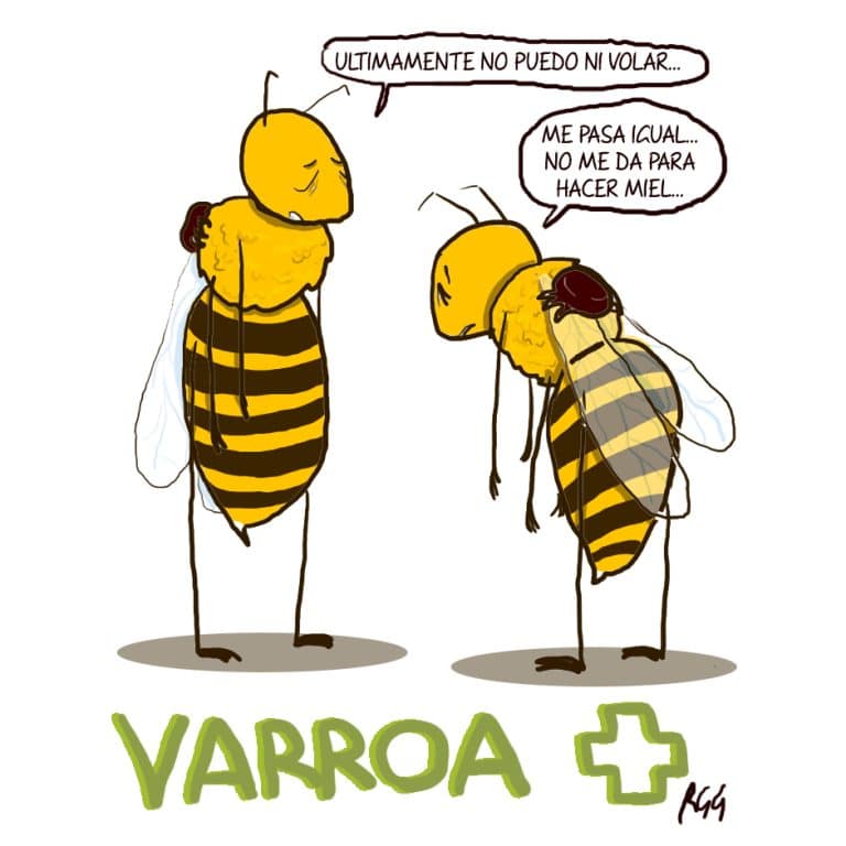 ᐅ Varroa destructor: Qué es y como tratarla - [Mega Guía]