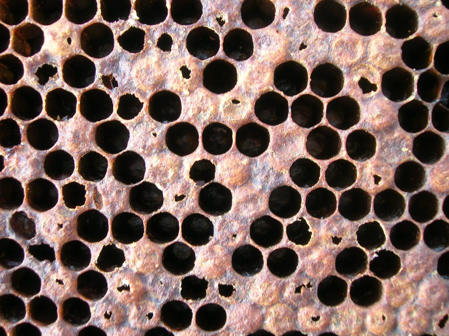 LOQUE AMERICANA (AFB): Qué es y como actuar - Sin categorizar