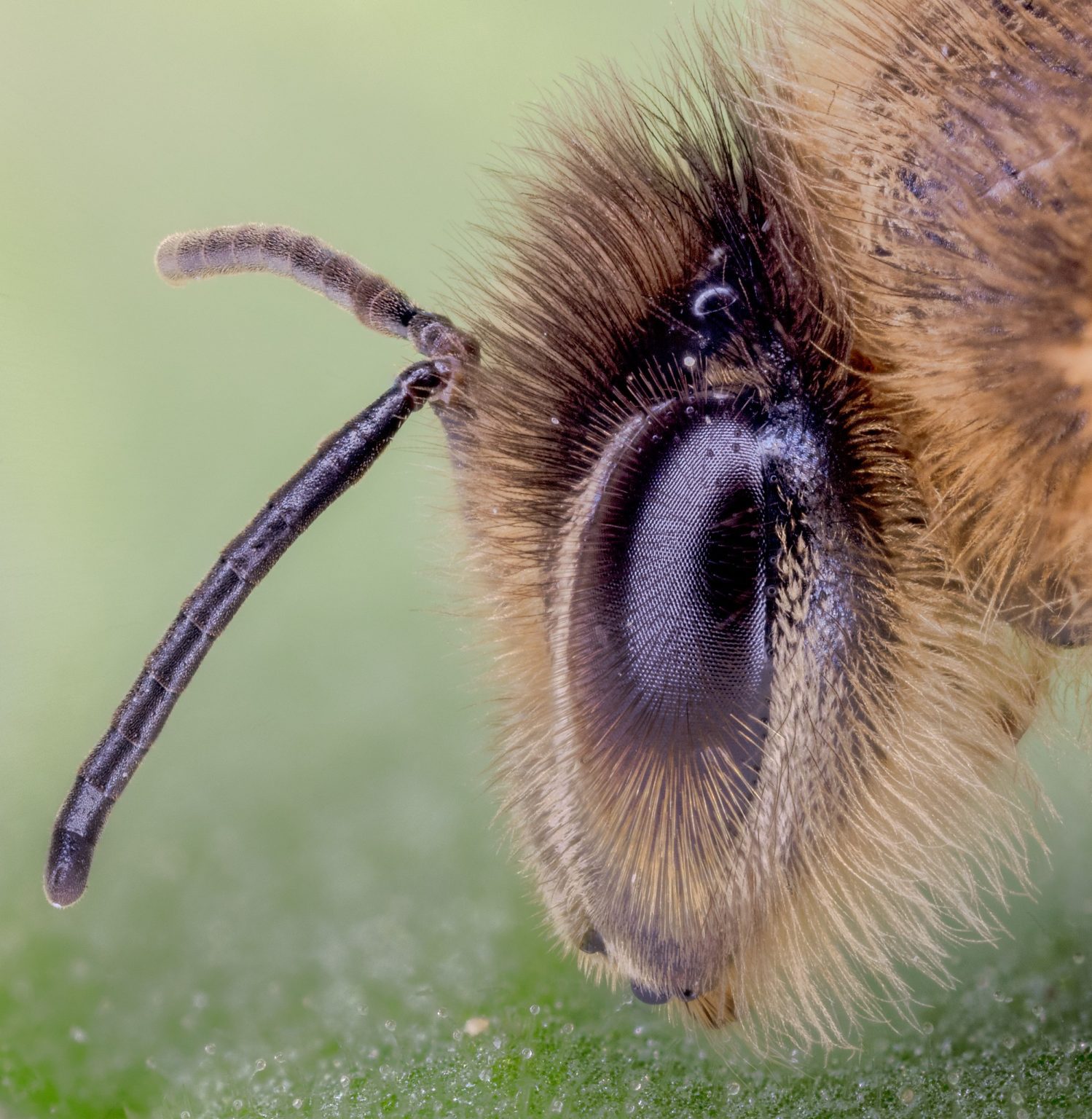 La visión de las abejas: Descubre cómo perciben el mundo las abejas