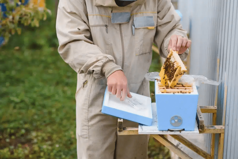 Introduction à l'élevage de reines en apiculture : premiers pas et ...