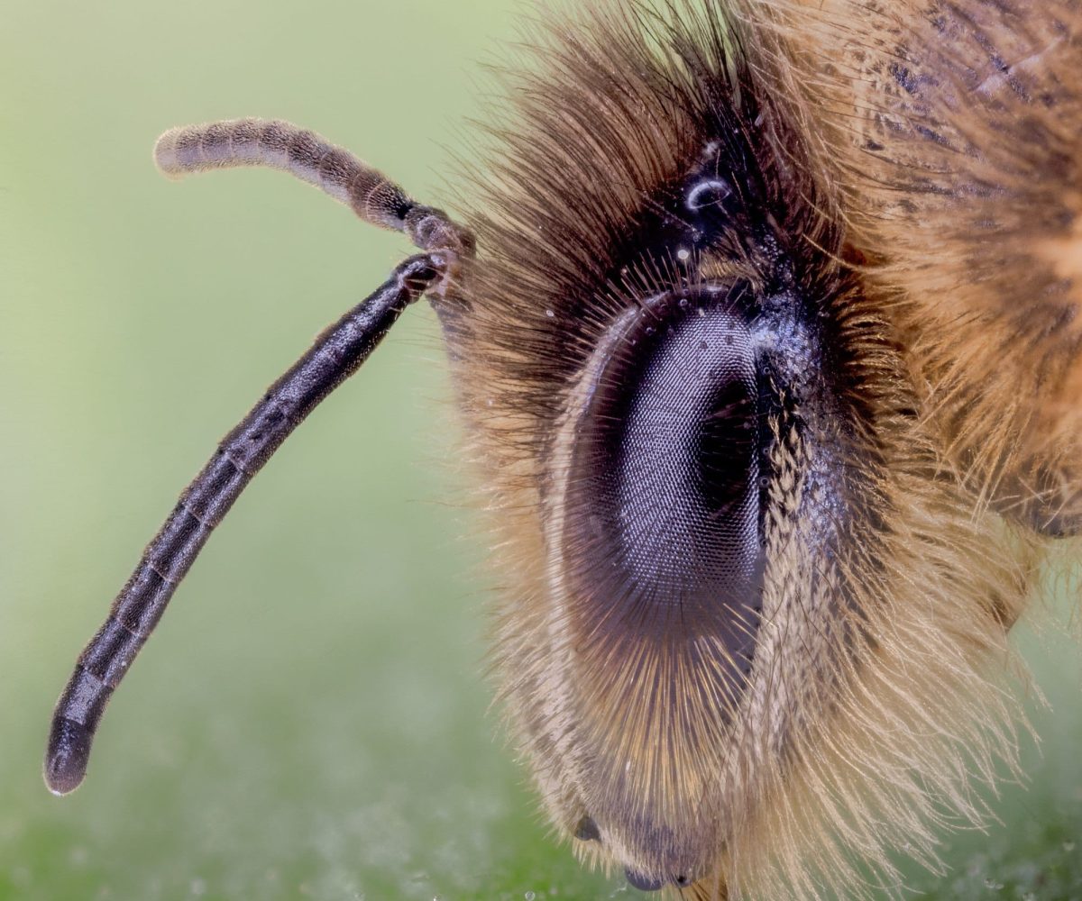 La visión de las abejas: Descubre cómo perciben el mundo las abejas