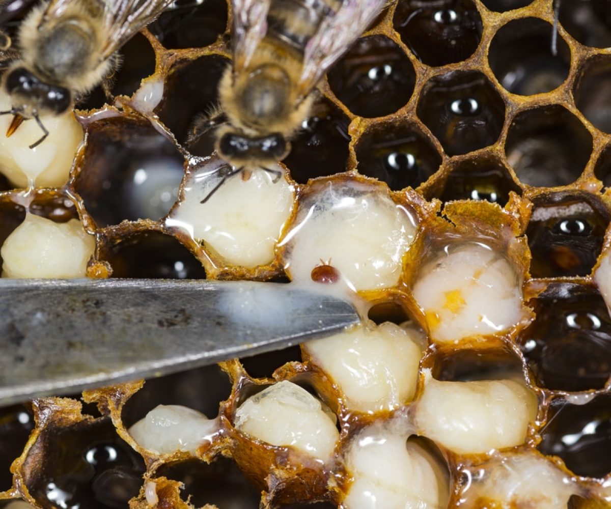 ᐅ Varroa destructor: Qué es y como tratarla - [Mega Guía]