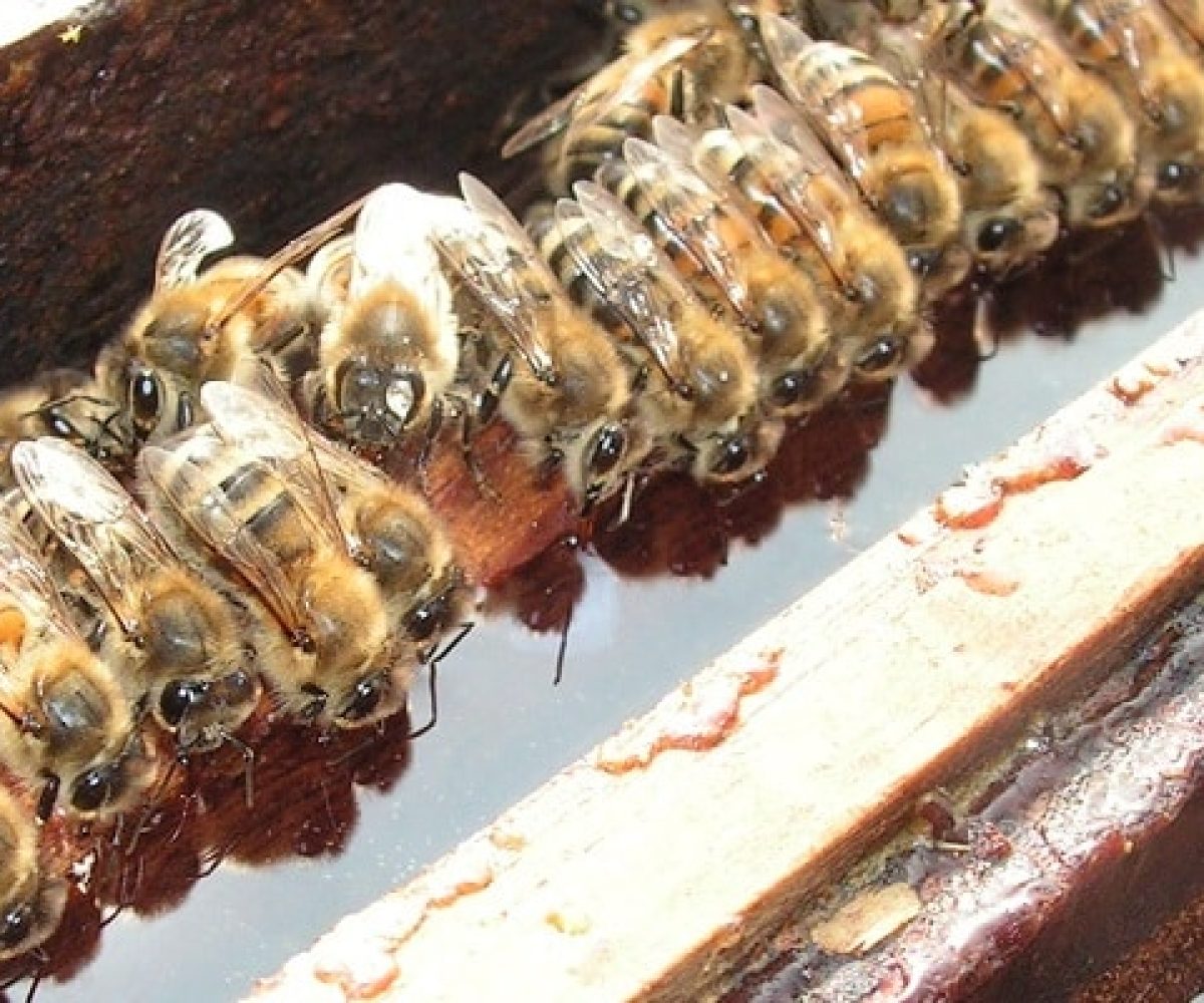 La alimentación en las abejas. ¿Por qué alimentar a las colmenas ...