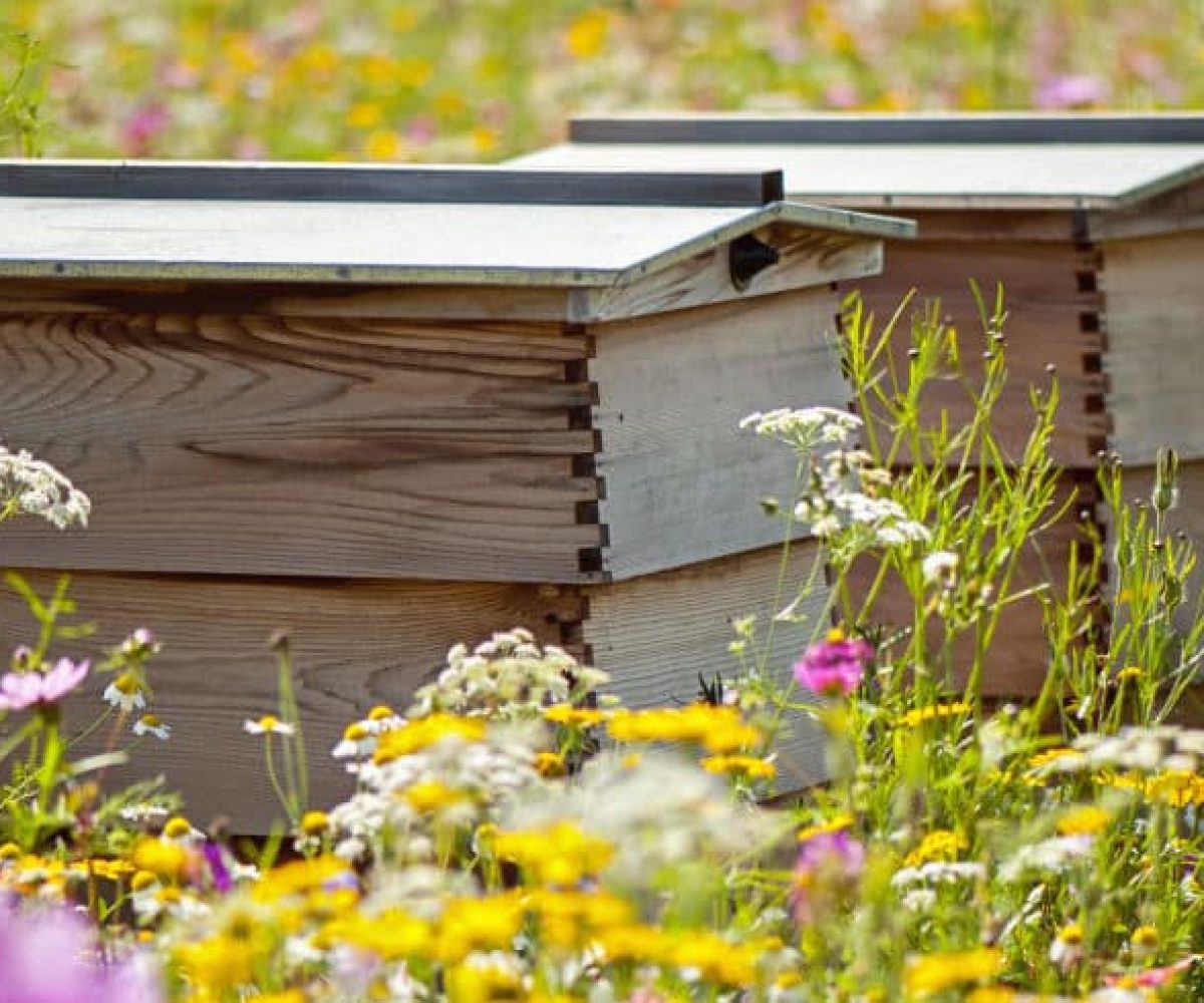 CALENDRIER APICOLE – Que faire à chaque saison de l’année ? - Non ...