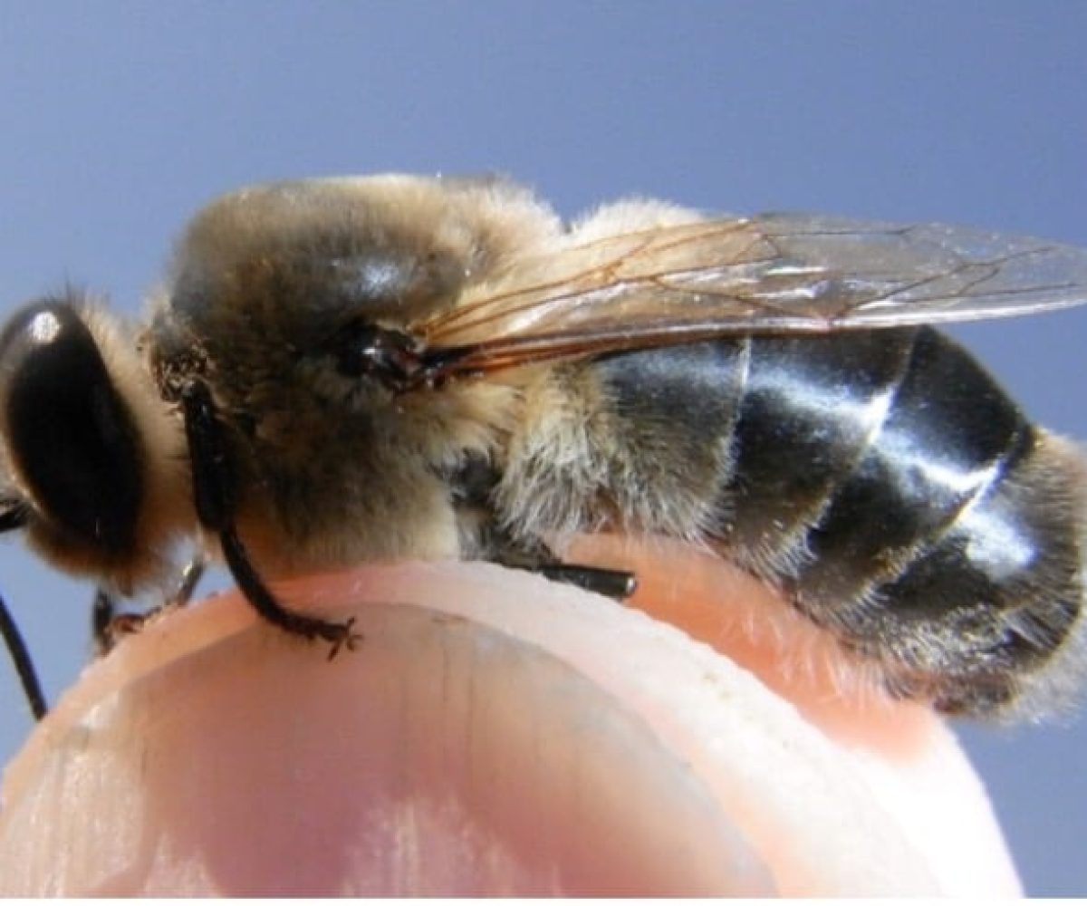 Roles y Ciclo de Vida de las Abejas en la Colmena: Todo lo que Debes Saber